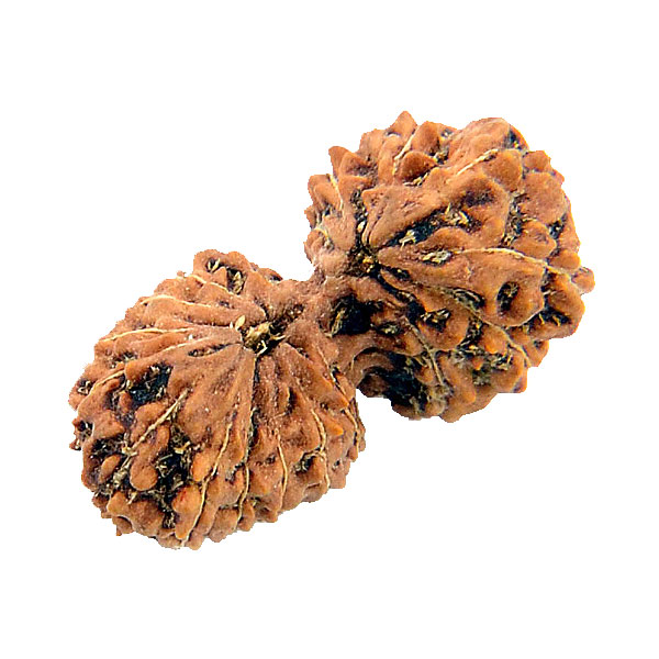 Gauri Shankar Rudraksha – Astro Amrut Private Limited