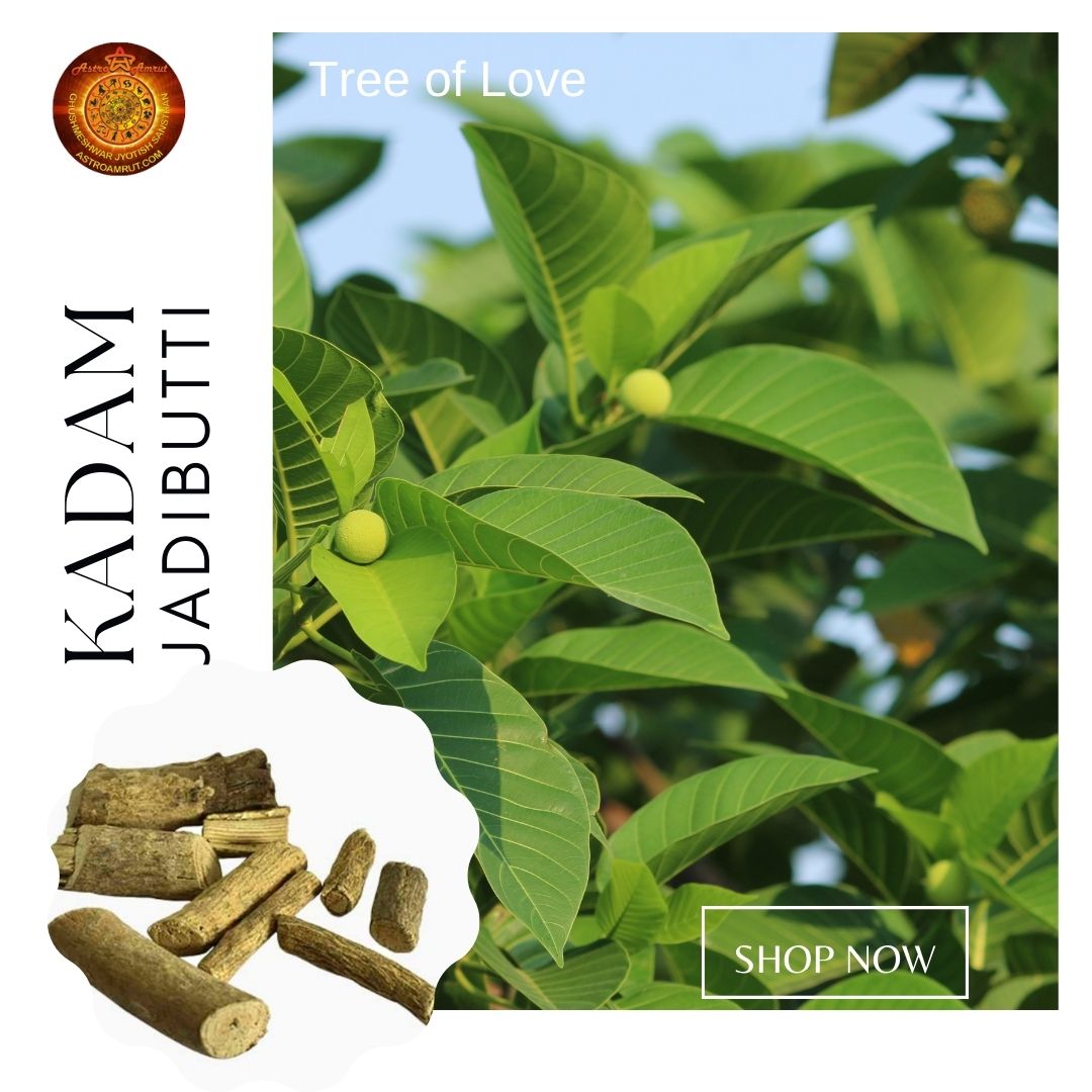 Kadam ki jad (Tree of Love) – Astro Amrut Private Limited